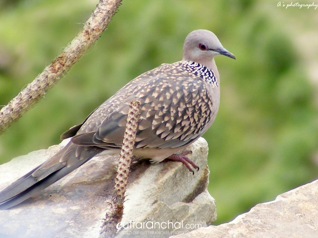 पहाड़ की घुघुती | Culture, History and more | Ghughuti Bird